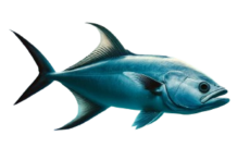 Liche (Lichia amia) – Pechez.com