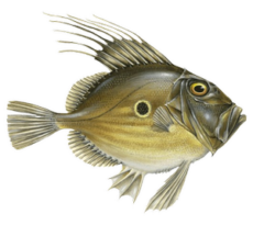 La pêche intensive et la surpêche – Pechez.com